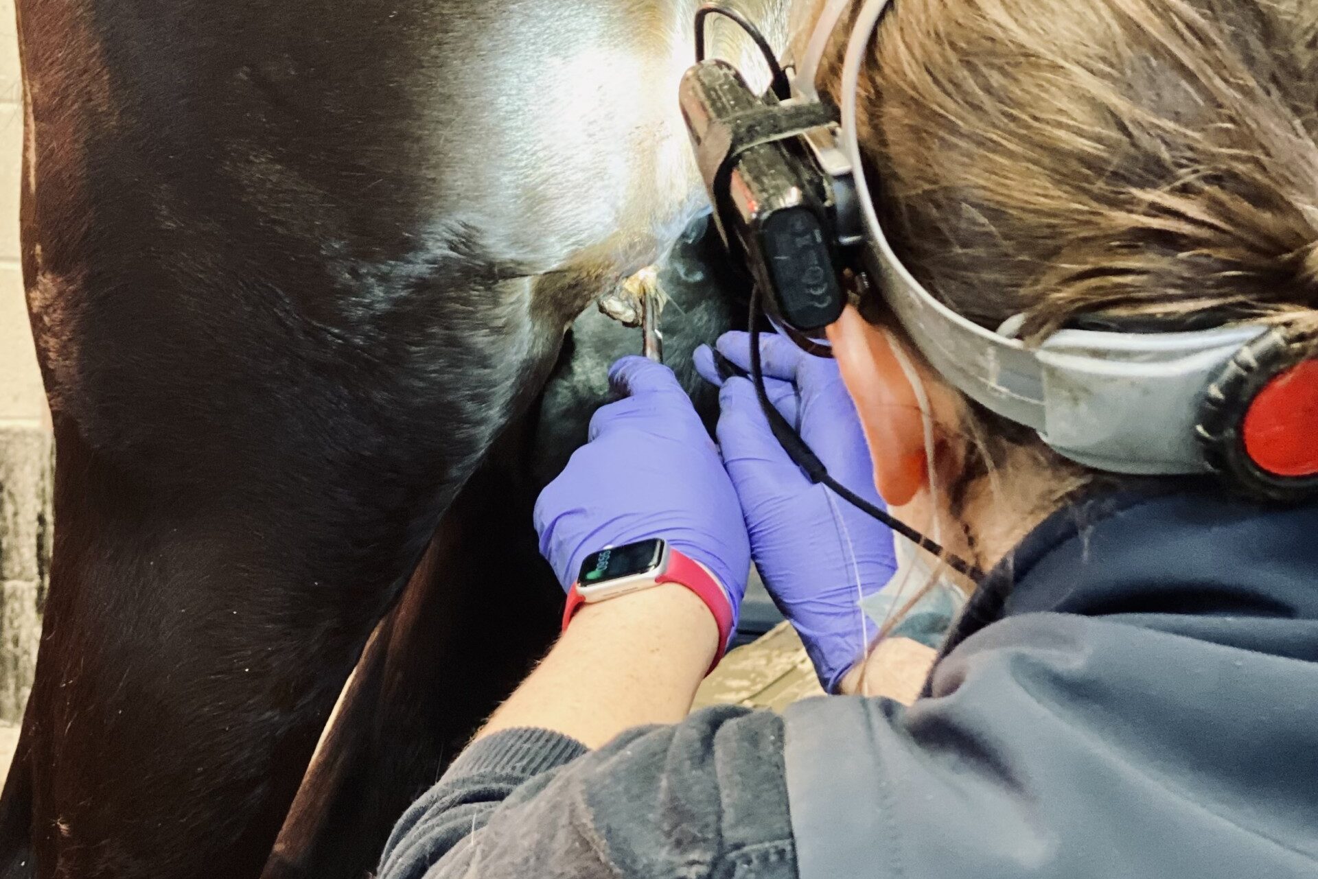 Sarcoid Removal | Ashbrook Equine Hospital